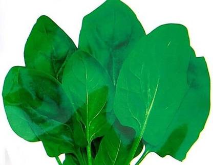 Paudha Palak Seed Price in India - Buy Paudha Palak Seed online at ...