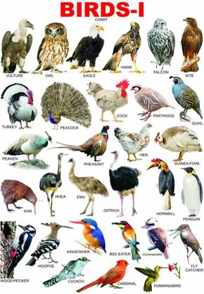 voorkoms 30.48 cm Birds Chart for Kids Wall Sticker Learn about Types ...