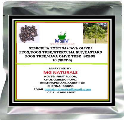 MGBN STERCULIA FOETIDA/JAVA OLIVE/PEON/POON TREE/STERCULIA NUTPOON TREE ...