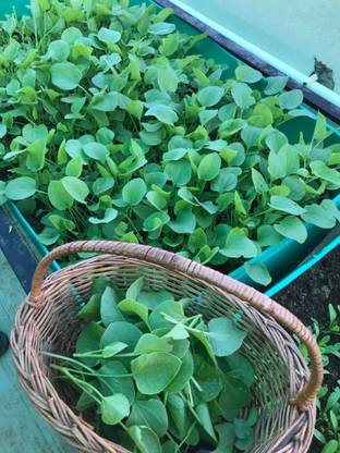 XOLDA Organic Chukka Kura Seed Price in India - Buy XOLDA Organic ...