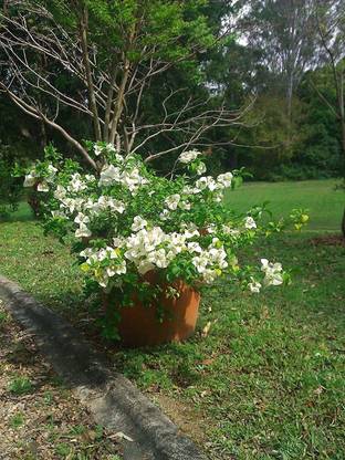 Mohini Plant Bougainvillea Plant Price in India - Buy Mohini Plant ...