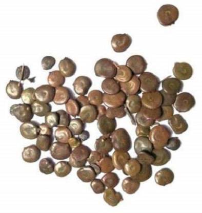 Forest Devlopment Acacia Catachu, Khair Seed, black catechu, Seed Seed ...