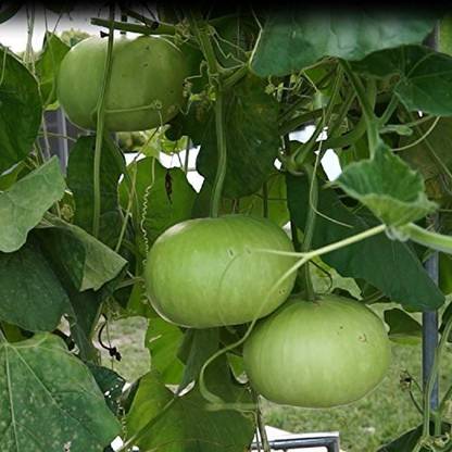KANAYA Bottle Gourd, Round Lauki/Dudhi, Lagenaria Siceraria, Vegetable ...
