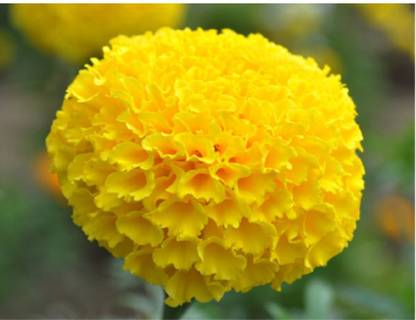 Paudha Genda phool (marigold) Seed Price in India - Buy Paudha Genda ...