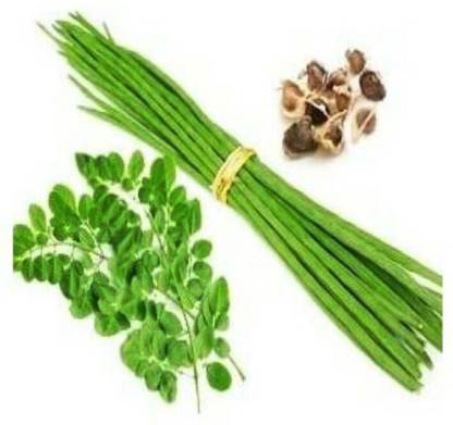 VibeX DRUMSTICK, MORINGA, SAIJAN, SAHJAN Seed Price in India - Buy ...
