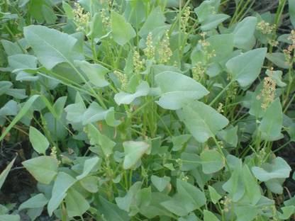 PLANTZON Chukka kura Seed Price in India - Buy PLANTZON Chukka kura ...