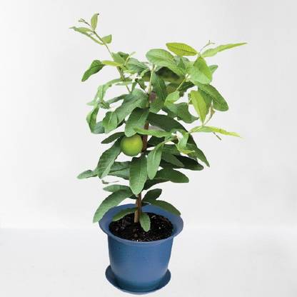 VANASPATI UDYAN Guava Plant Price in India - Buy VANASPATI UDYAN Guava ...