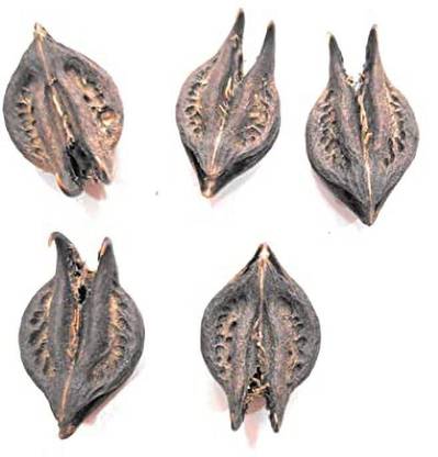 Herbocure Bat head rood seed, Devil Pods, Evil Pods Seed Price in India ...