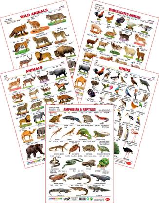 Spectrum Set of 5 Educational Large Wall Charts : ( Wild Animals ...