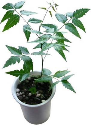 VANASPATI UDYAN Neem Plant Price in India - Buy VANASPATI UDYAN Neem ...