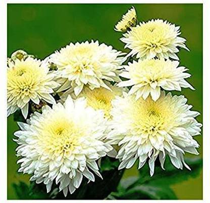 CYBEXIS Guldavari/Chrysanthemum White Flower Seed Price in India - Buy ...