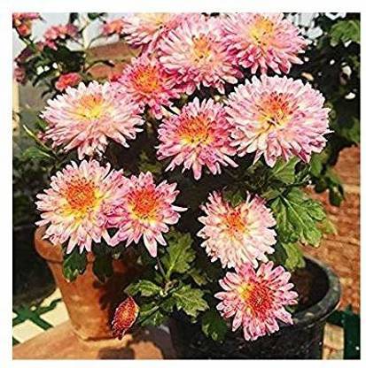 CYBEXIS Guldavari/Chrysanthemum Pink Flower Seed Price in India - Buy ...