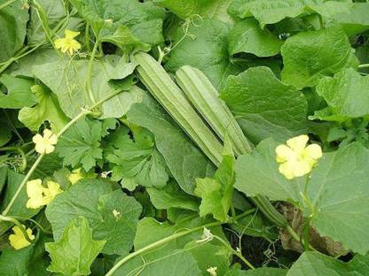 KANAYA Dhari Tori (Ridge Gourd) Hybrid Vegetable Seed Price in India ...