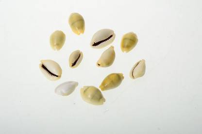 DEVAMA THE DIVINE Lakshmi Peeli/Yellow Kawri Kodi Peeli Cowrie Sea ...