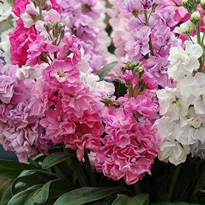 KANAYA Stock Matthiola Incana Double Mix Flower Seed Price in India ...