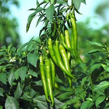 YOUNG STAR CHILLI (MIRCHI) SEED Seed Price in India - Buy YOUNG STAR ...