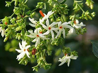 Parijata Flower Plant In Bangalore | Best Flower Site