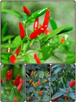 CYBEXIS Hottest Chilli Bird Eye Seeds - Bird Chilli -Red Seeds Seed ...