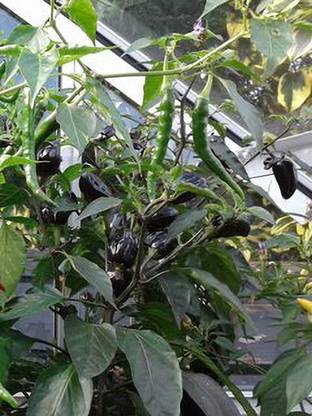Plants Point Mirch/Chilli Plant Price in India - Buy Plants Point Mirch ...