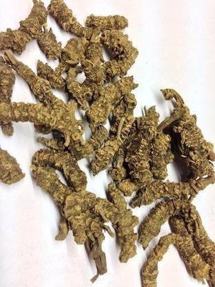 Urancia Natural Sundhabal root Mushkbala Bala Tagar Valeriana Wallichi ...