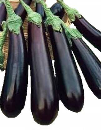 YOUNG STAR BRINJAL Seed Price in India - Buy YOUNG STAR BRINJAL Seed ...