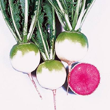 Sjeme Radish Green round radish seed Seed Price in India - Buy Sjeme ...