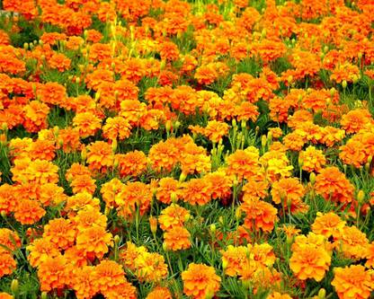 YOUNG STAR MARIGOLD Seed Price in India - Buy YOUNG STAR MARIGOLD Seed ...