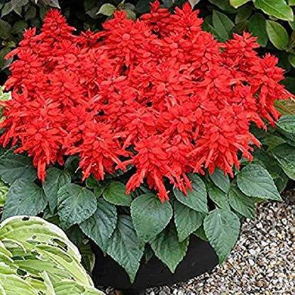 YOUNG STAR RED SALVIA Seed Price in India - Buy YOUNG STAR RED SALVIA ...