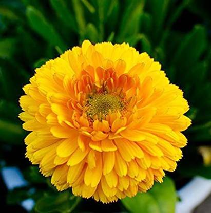 modernseed Genda phool Seed Price in India - Buy modernseed Genda phool ...