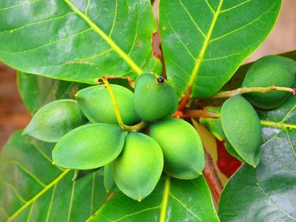 VibeX ® LXI-7 Terminalia bellirica/Almond Tree, Baheda Seeds Seed Price ...