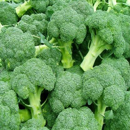 Sjeme Hari phool gobi broccoli seed Seed Price in India - Buy Sjeme ...