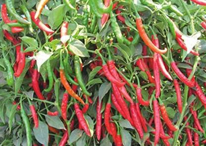 USTAR Z33 GERMINATION CHILLI(MIRCHI) Seed Price in India - Buy USTAR ...