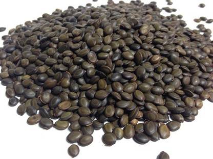 EasySeeds Babul,Babool,Acacia Nilotica,Kikar,Gum Arabic,Karivelam Seed ...