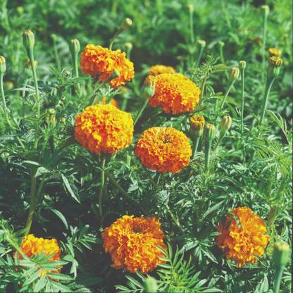 modernseed Marigold Inca Orange Seed Price in India - Buy modernseed ...