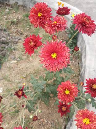 sealok Chrysanthemums/ Guldavari Plant Price in India - Buy sealok ...