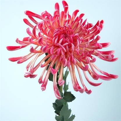 Zomoloco Chrysanthemums/ Guldavari Plant Price in India - Buy Zomoloco ...