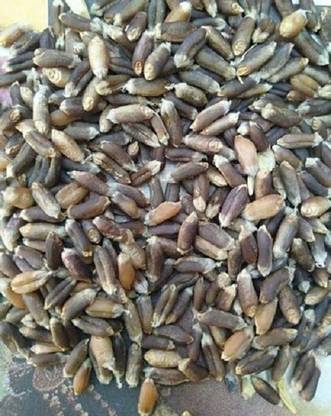 Sjeme Black Wheat (Kala Gehu Rare) Seed Seed Price in India - Buy Sjeme ...