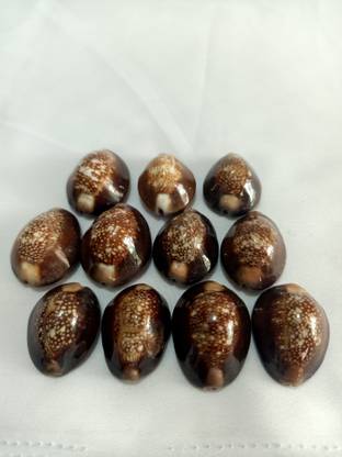 shri sainath enterprises ORIGINAL GAVVALU, SEA SHELLS, . PACK OF 11 ...