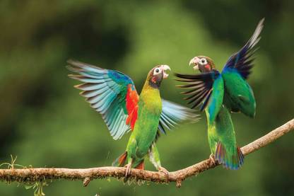 Nature Sticker Wall Poster|Colorful Birds Sitting on branch Poster ...