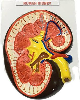 WE CARE PSW PRODUCTION Human kidney Anatomical Body Model Price in ...