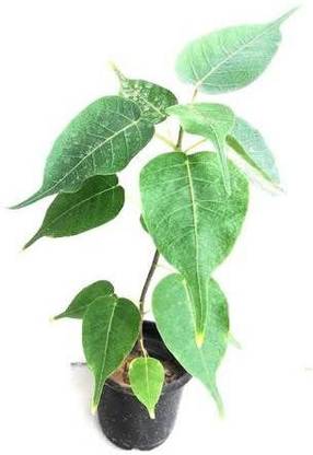 VANASPATI UDYAN Ficus Plant Price in India - Buy VANASPATI UDYAN Ficus ...