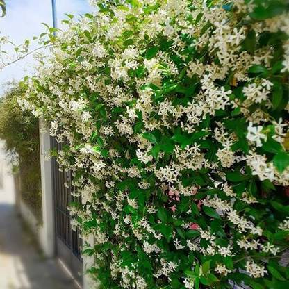 Bee Green Parijat/Harsingar Plant Price in India - Buy Bee Green ...