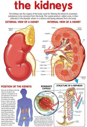 Human Kidney Anatomy Poster for Hospital Poster Nursing Home Poster ...