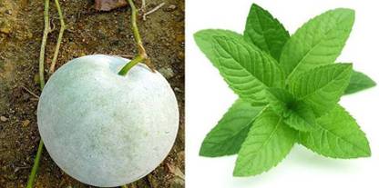 xcentax ASH GOURD, Mint Seed Seed Price in India - Buy xcentax ASH ...