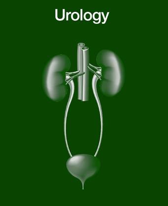 Urinary System Wall Poster Urinary Anatomy Poster Clinic Poster 12 X 18 ...