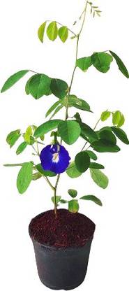 pankaj nursery Aparajita/ Butterfly Pea Plant Price in India - Buy ...