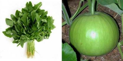 xcentax BATHUA LEAVES, Round Bottle Gourd (Hybrid) Seed Price in India ...