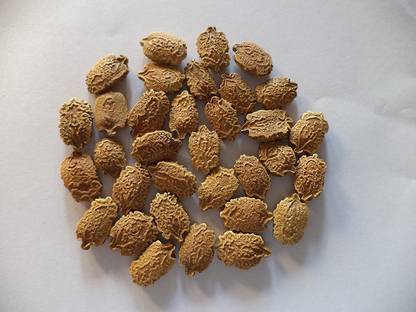 VibeX ® VMR-186 Bitter Gourd Karela Seeds Seed Price in India - Buy ...