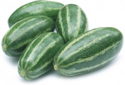 seedagro Pointed gourd - Parwal - Potol - Kambupudalai - 8 Roots Male ...