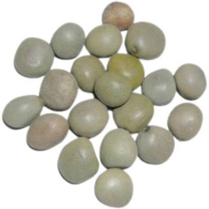 Epoojacart Gacha Kayalu- Fever Nut- Lata Karanj- Nicker Nuts- Letaguti ...